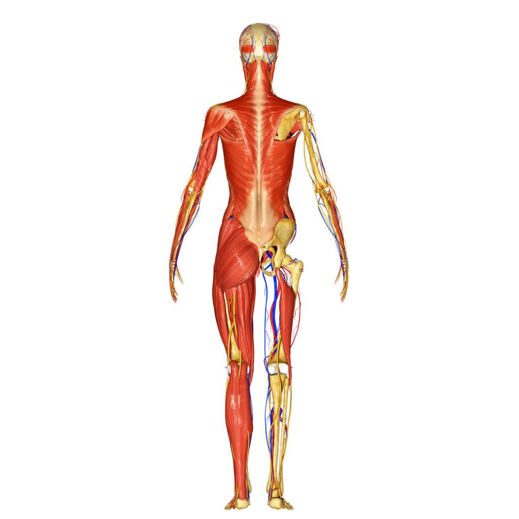 Definition Of The Skeletal System Health N Well Definition Of The Skeletal System Health N Well